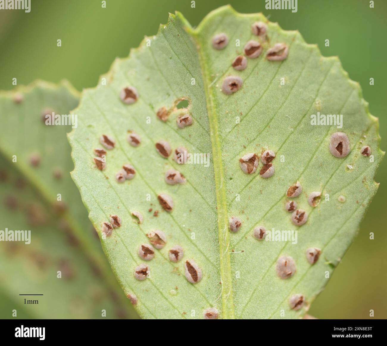 rust fungi (Pucciniales) Fungi Stock Photo - Alamy