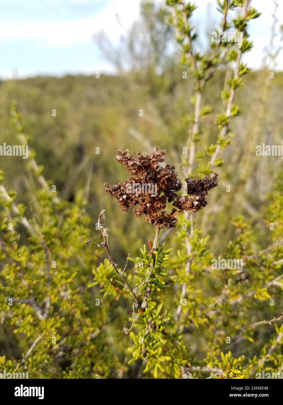 chamise (Adenostoma fasciculatum) Plantae Stock Photo - Alamy
