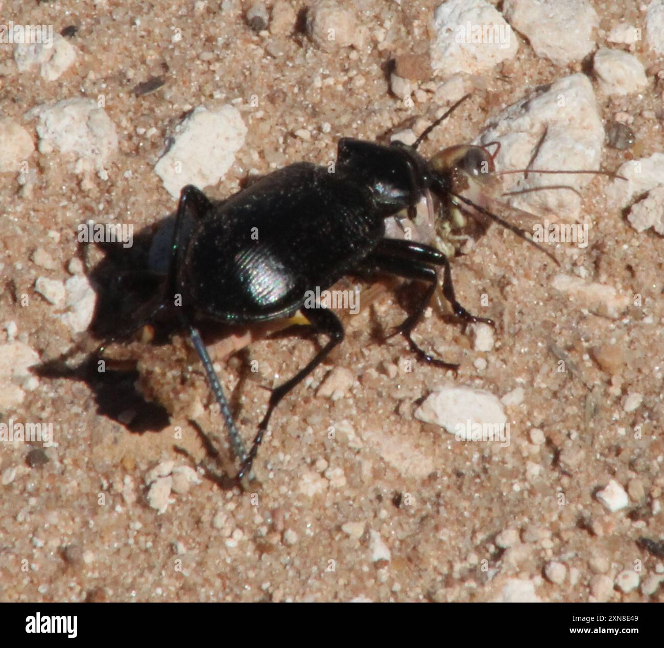 Caterpillar-hunter Beetles (Calosoma) Insecta Stock Photo - Alamy