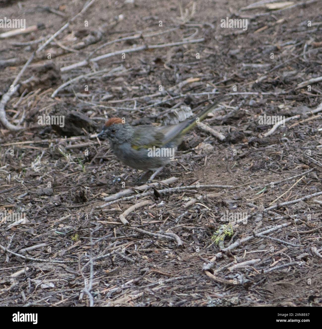 Green-tailed Towhee (Pipilo chlorurus) Aves Stock Photo - Alamy