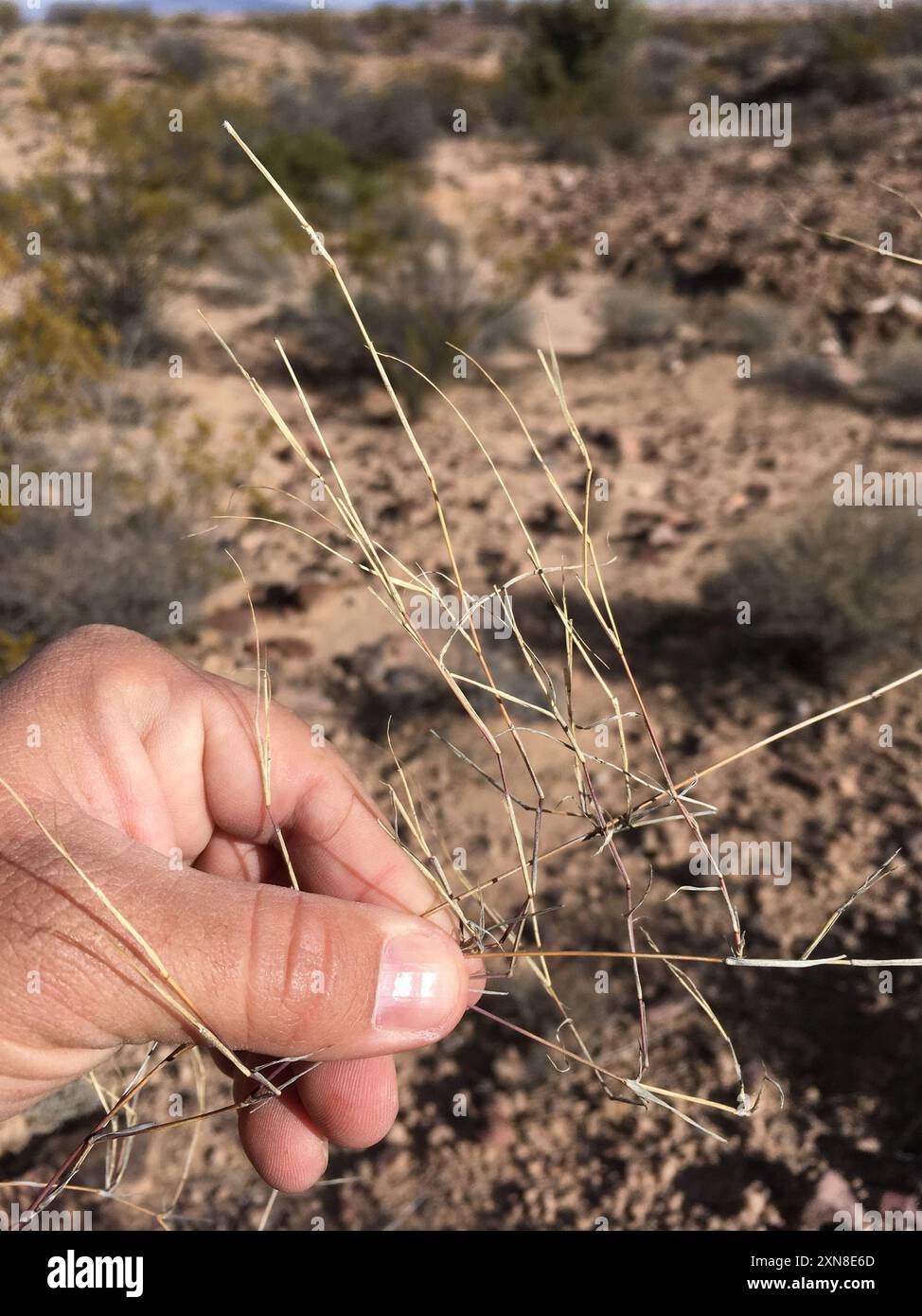 Bush Muhly (Muhlenbergia porteri) Plantae Stock Photo - Alamy