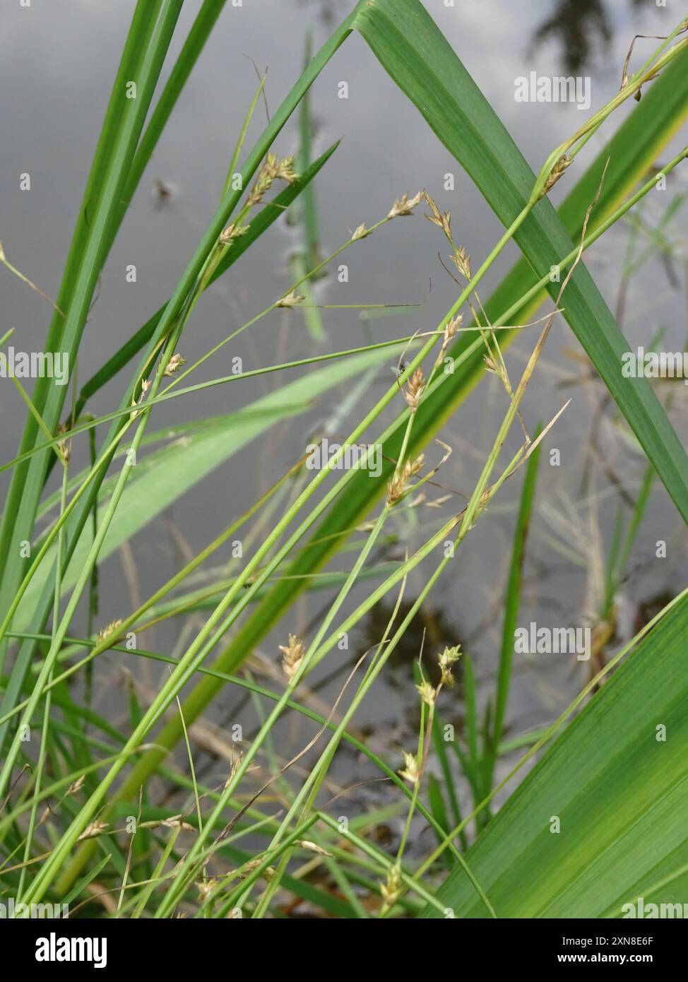 Remote Sedge (Carex remota) Plantae Stock Photo - Alamy