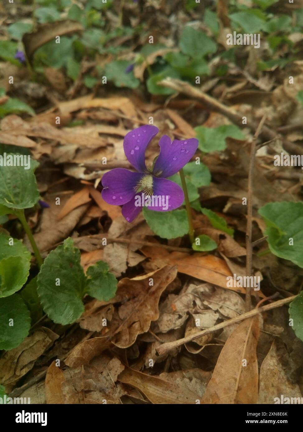 violets (Viola) Plantae Stock Photo - Alamy