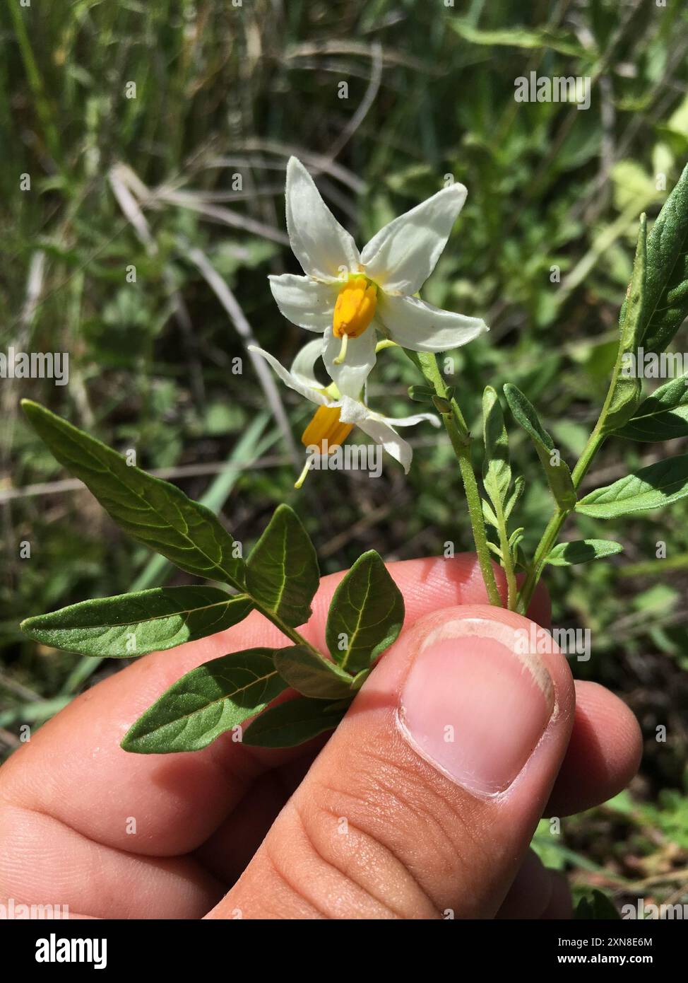 wild potato (Solanum jamesii) Plantae Stock Photo - Alamy