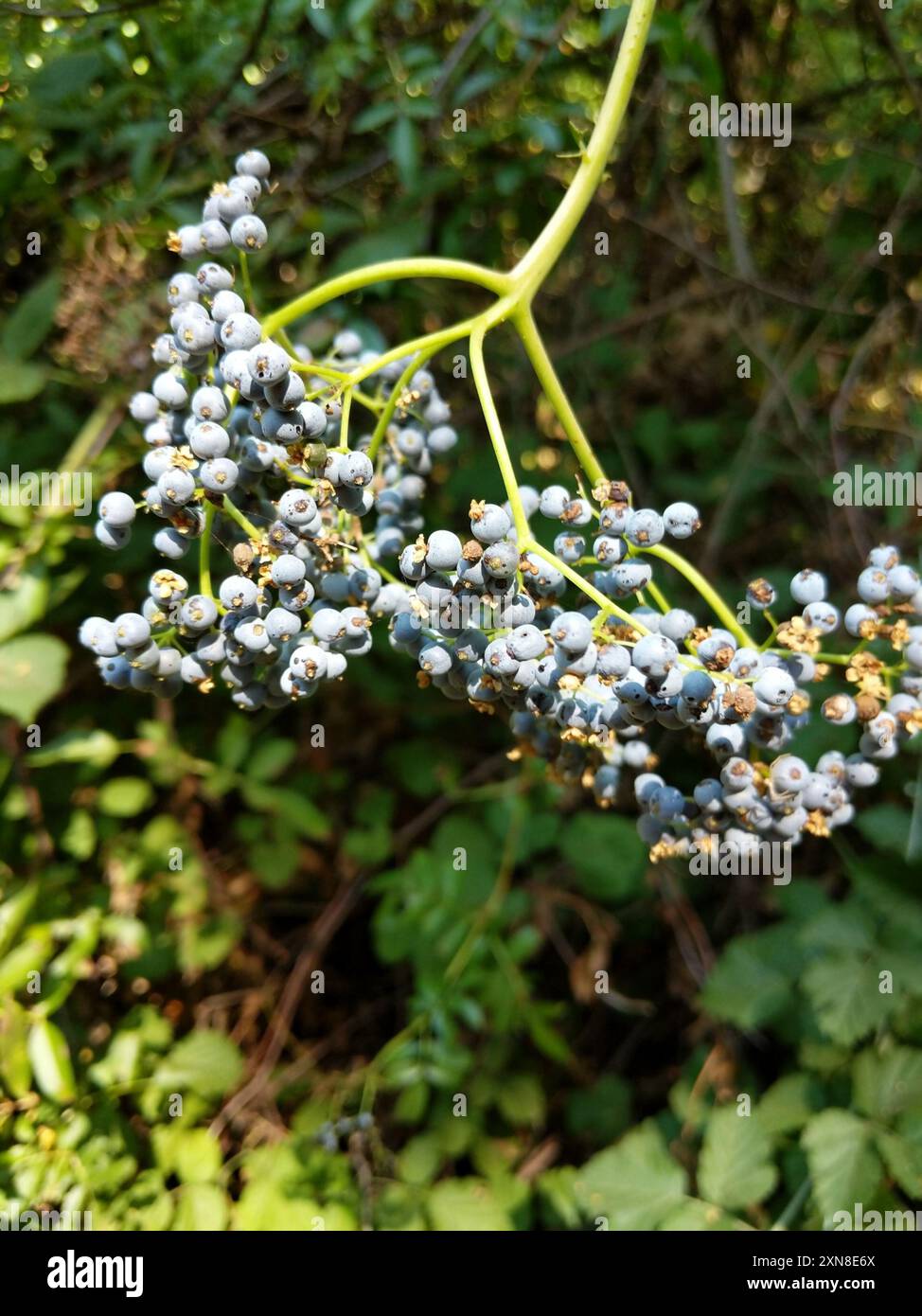 blue elder (Sambucus cerulea) Plantae Stock Photo - Alamy