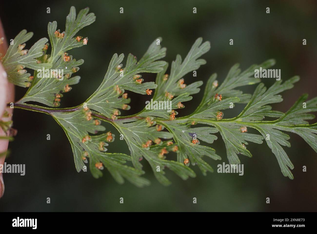 drooping filmy fern (Hymenophyllum demissum) Plantae Stock Photo - Alamy