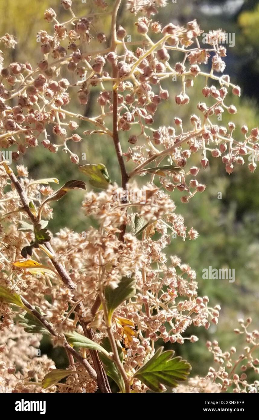 Ocean spray (Holodiscus discolor) Plantae Stock Photo - Alamy