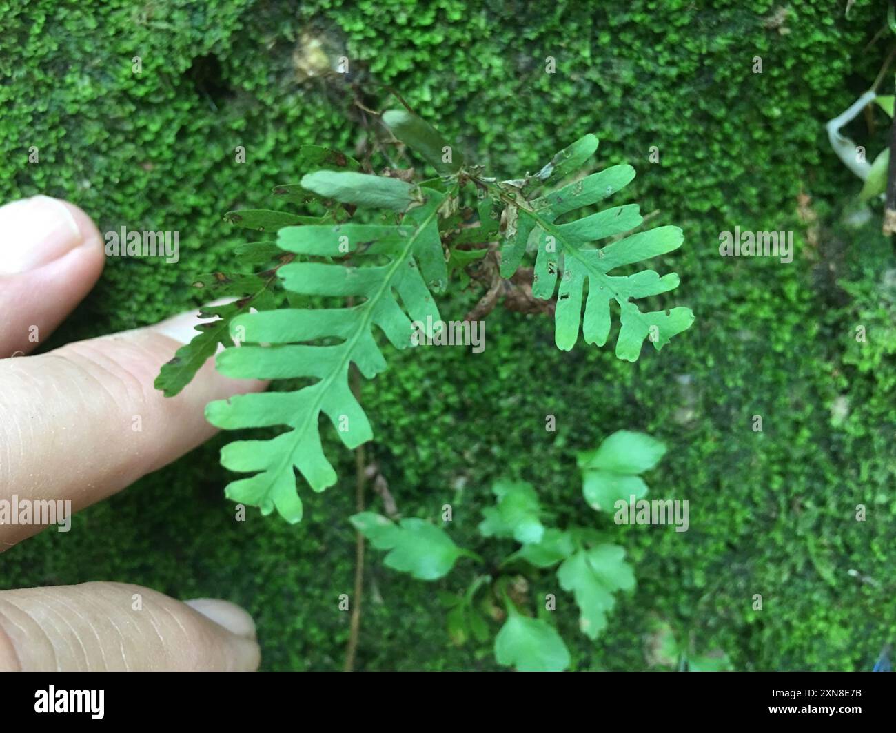 polypody family (Polypodiaceae) Plantae Stock Photo - Alamy