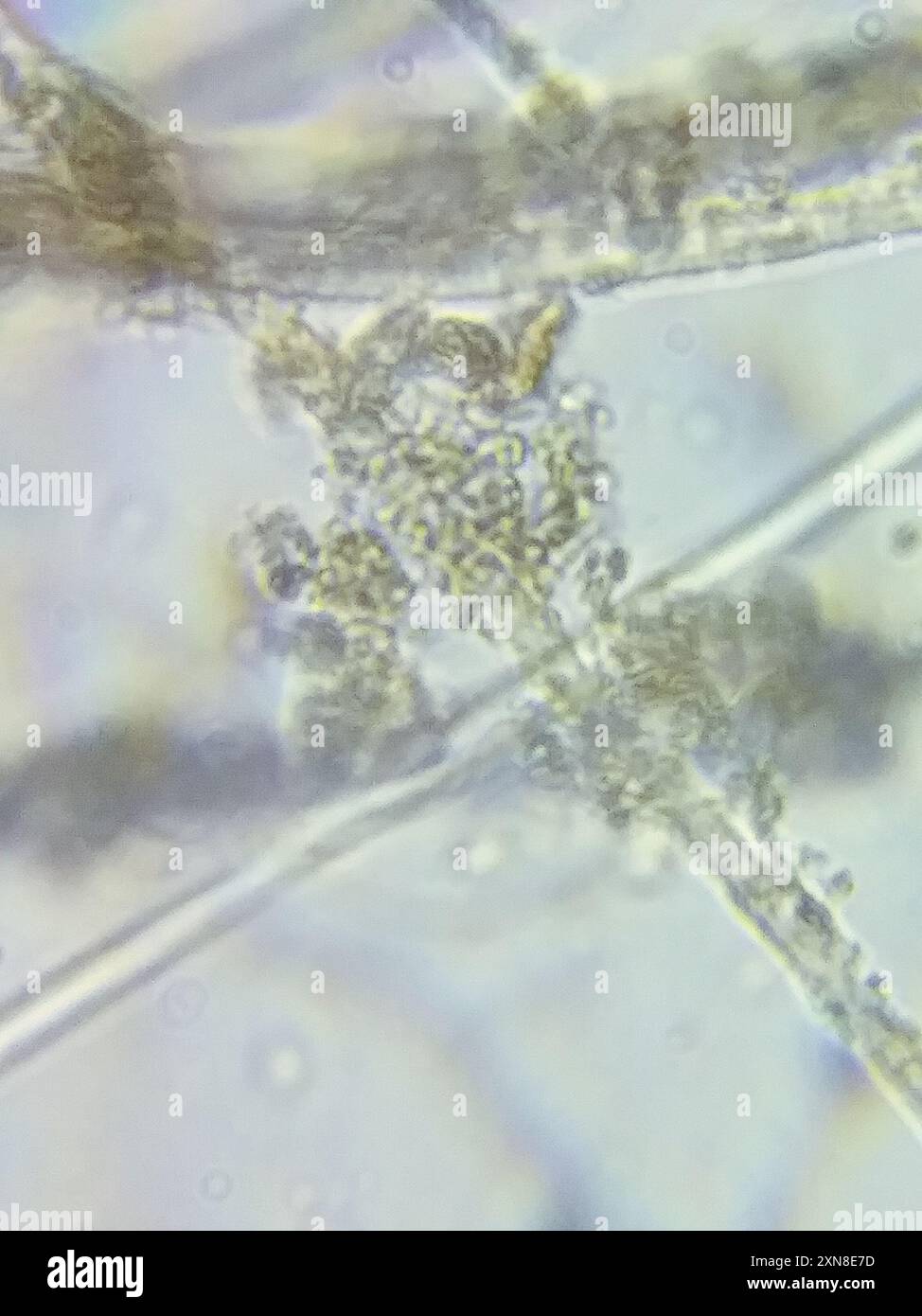 Collared Earthstar (Geastrum triplex) Fungi Stock Photo - Alamy