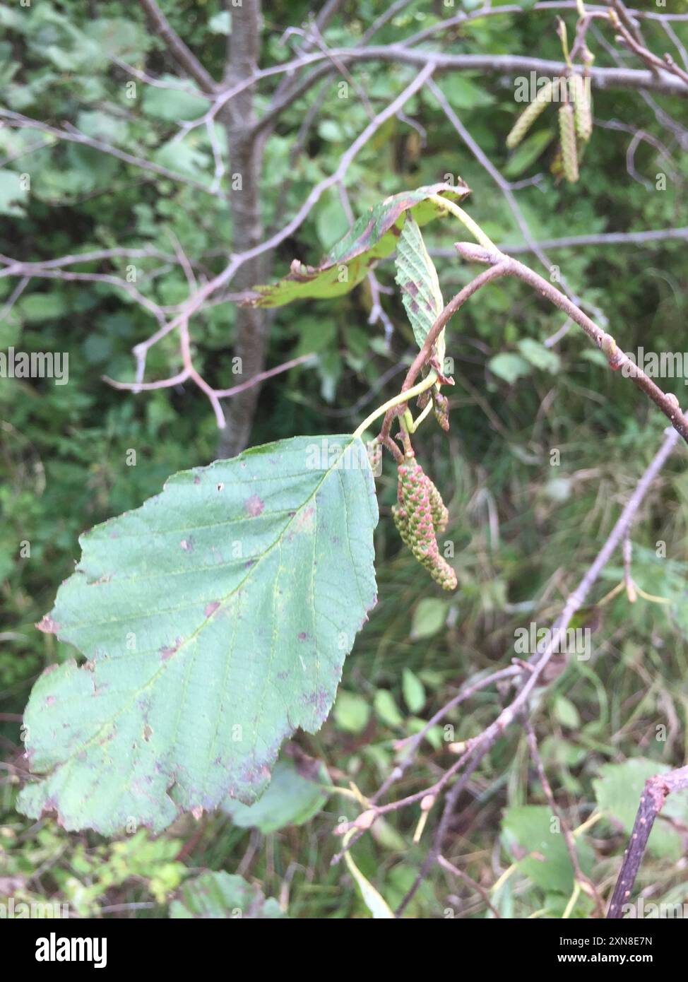 grey alder (Alnus incana) Plantae Stock Photo - Alamy