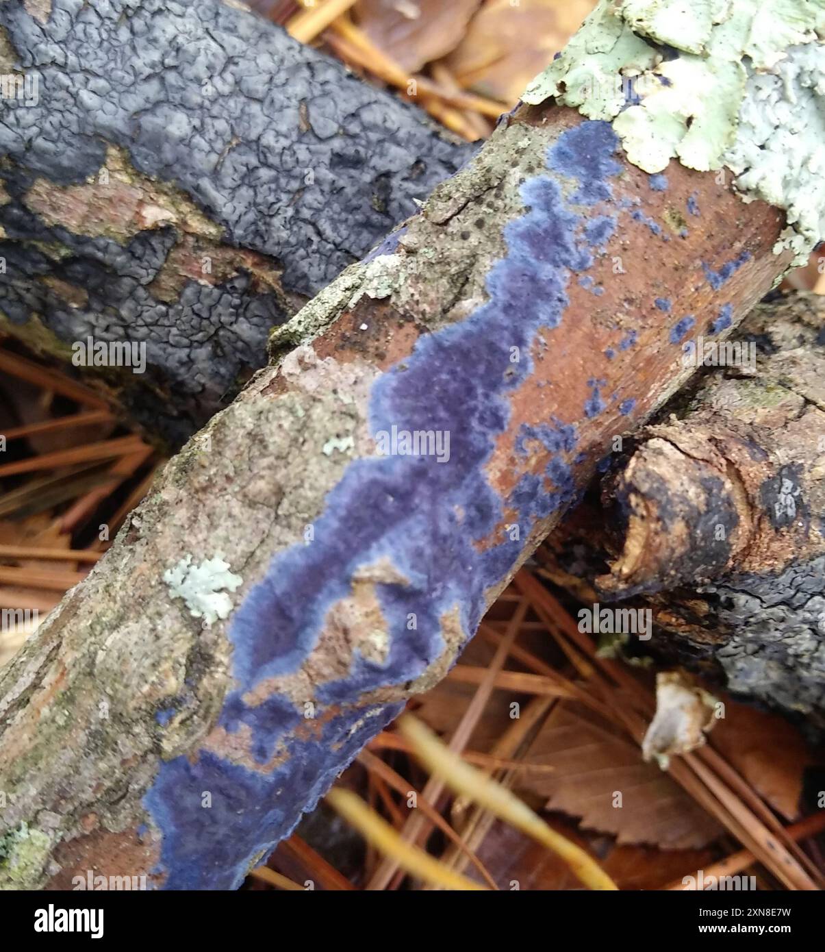 Cobalt Crust (Terana coerulea) Fungi Stock Photo - Alamy