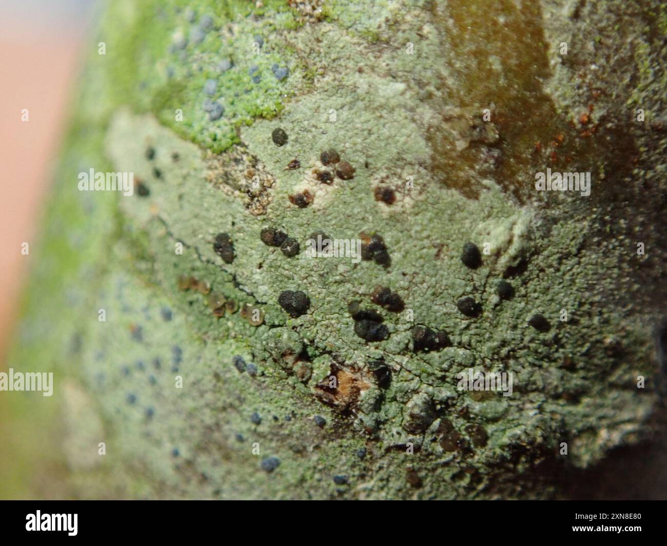 Variable Brown Dotlets (Lecidea varians) Fungi Stock Photo - Alamy