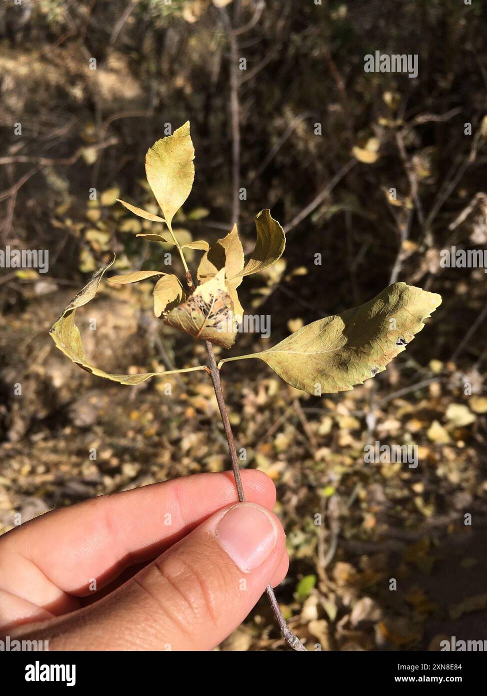 velvet ash (Fraxinus velutina) Plantae Stock Photo - Alamy
