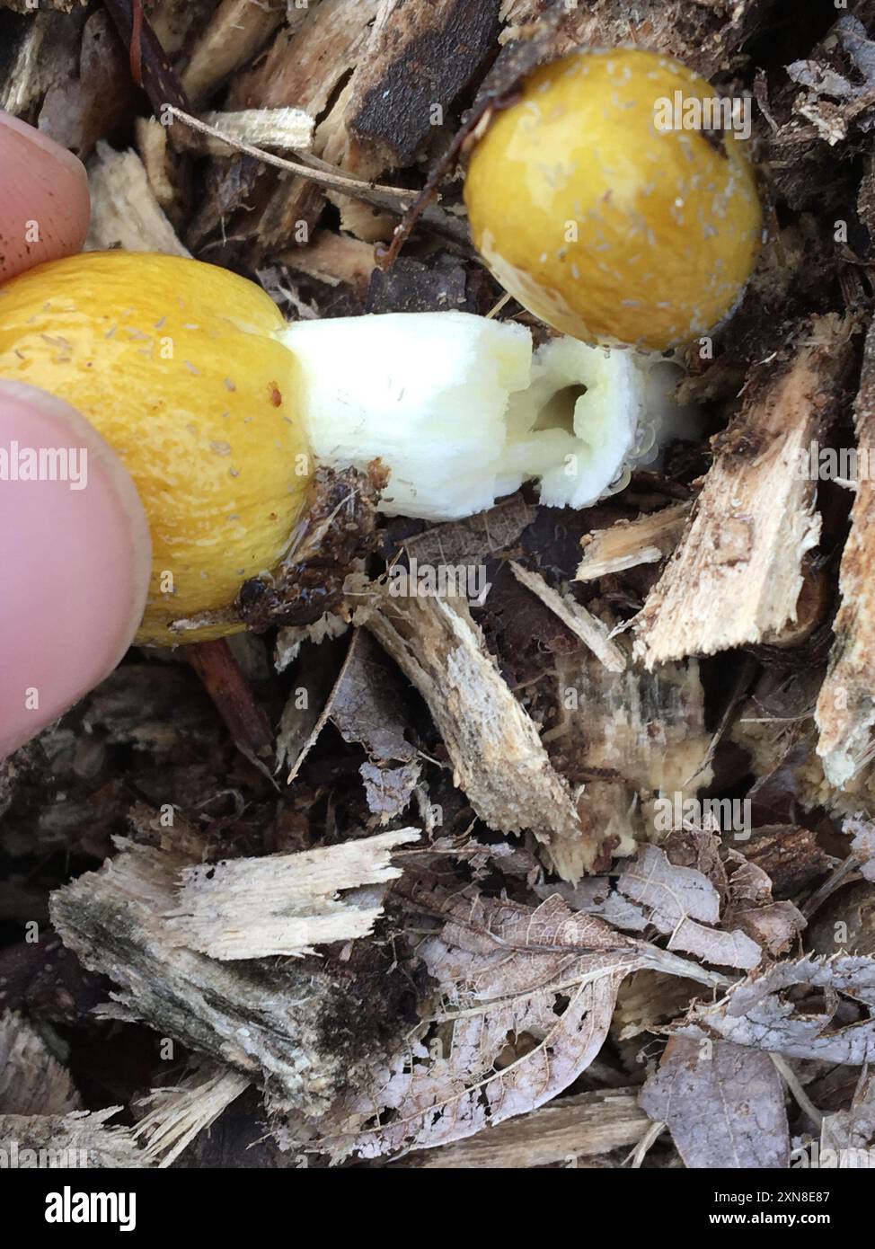 yellow fieldcap (Bolbitius titubans) Fungi Stock Photo - Alamy