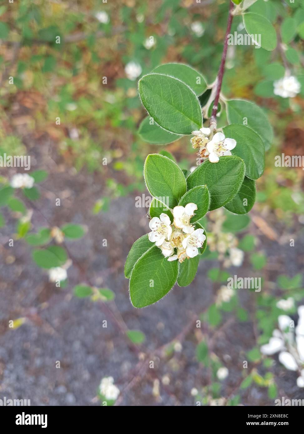 Cotoneasters (Cotoneaster) Plantae Stock Photo - Alamy