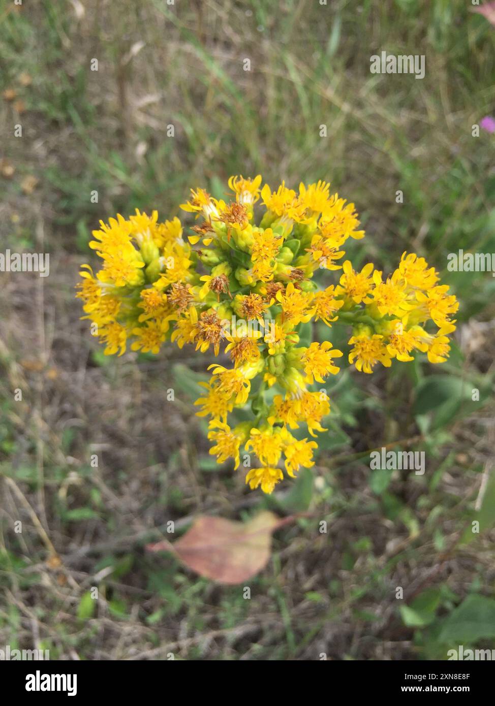 stiff-leaved goldenrod (Solidago rigida) Plantae Stock Photo - Alamy