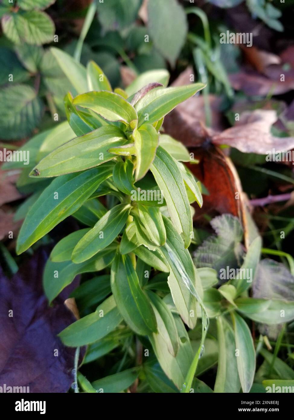 common soapwort (Saponaria officinalis) Plantae Stock Photo - Alamy