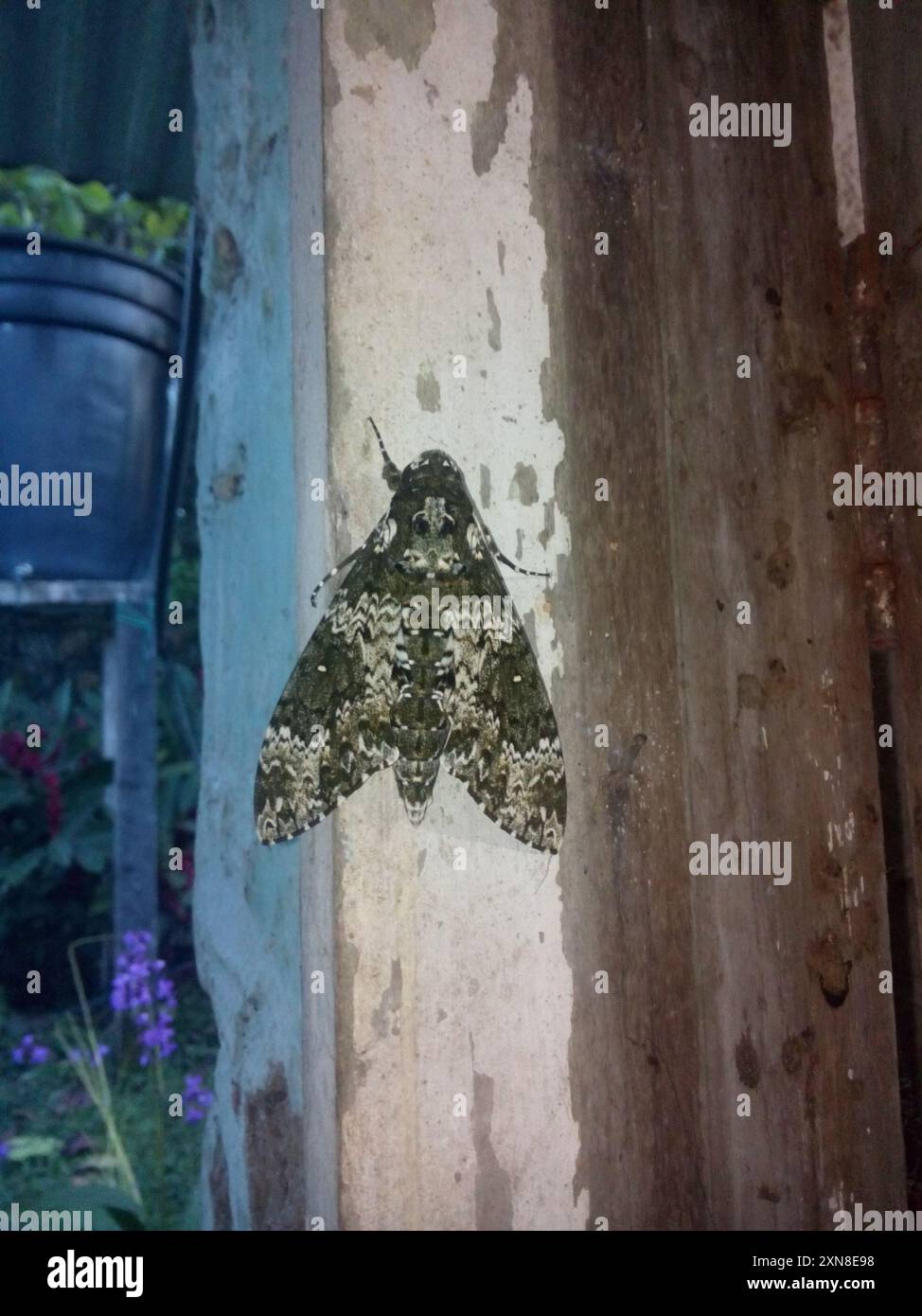 The rustic sphinx manduca rustica hi-res stock photography and images ...