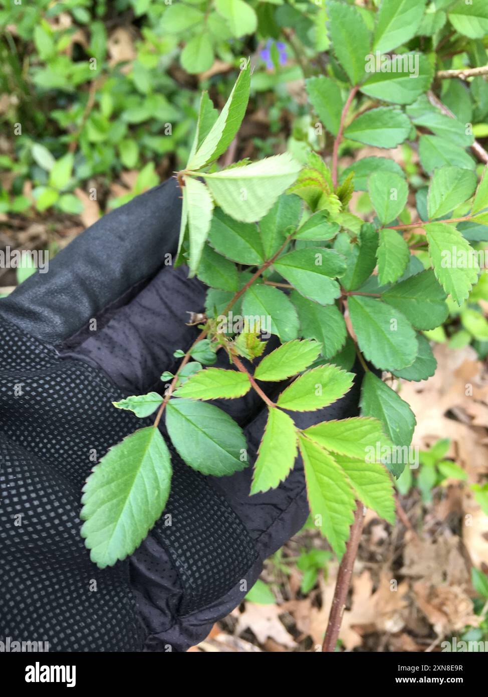 multiflora rose (Rosa multiflora) Plantae Stock Photo - Alamy