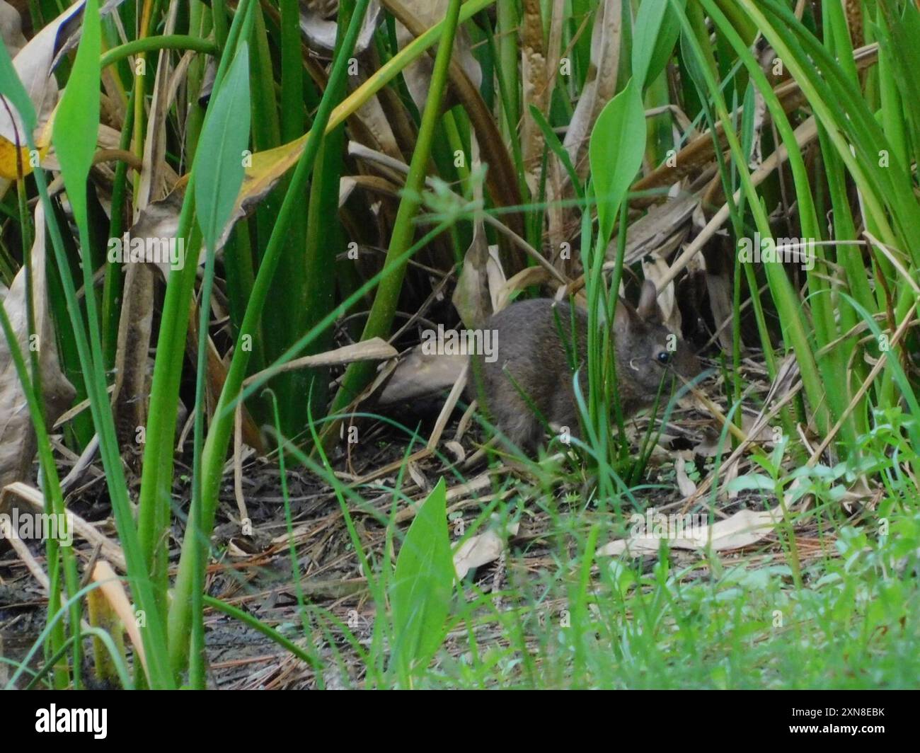 Marsh Rabbit (Sylvilagus palustris) Mammalia Stock Photo - Alamy