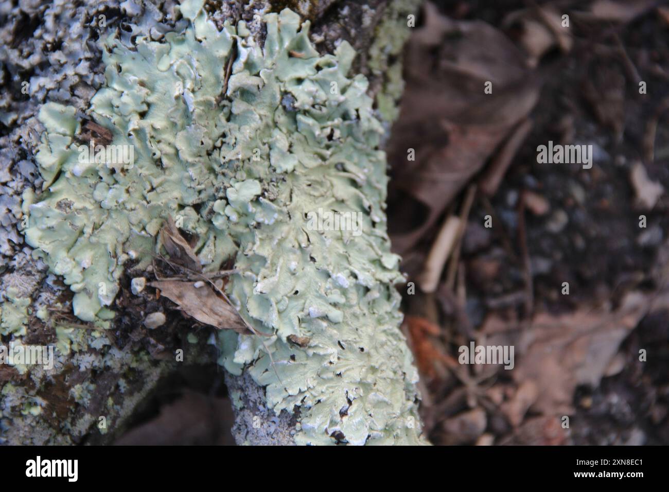 common greenshield lichen (Flavoparmelia caperata) Fungi Stock Photo ...