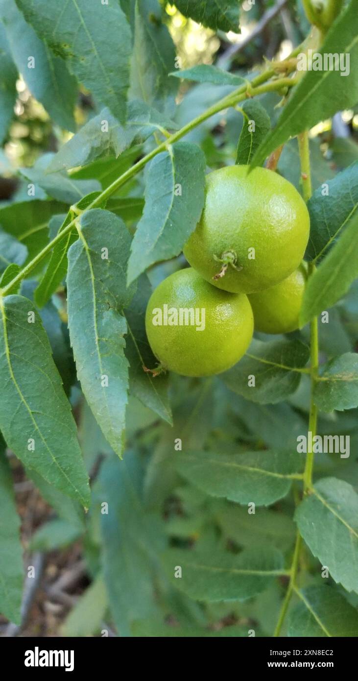 Southern California Walnut (Juglans californica) Plantae Stock Photo ...