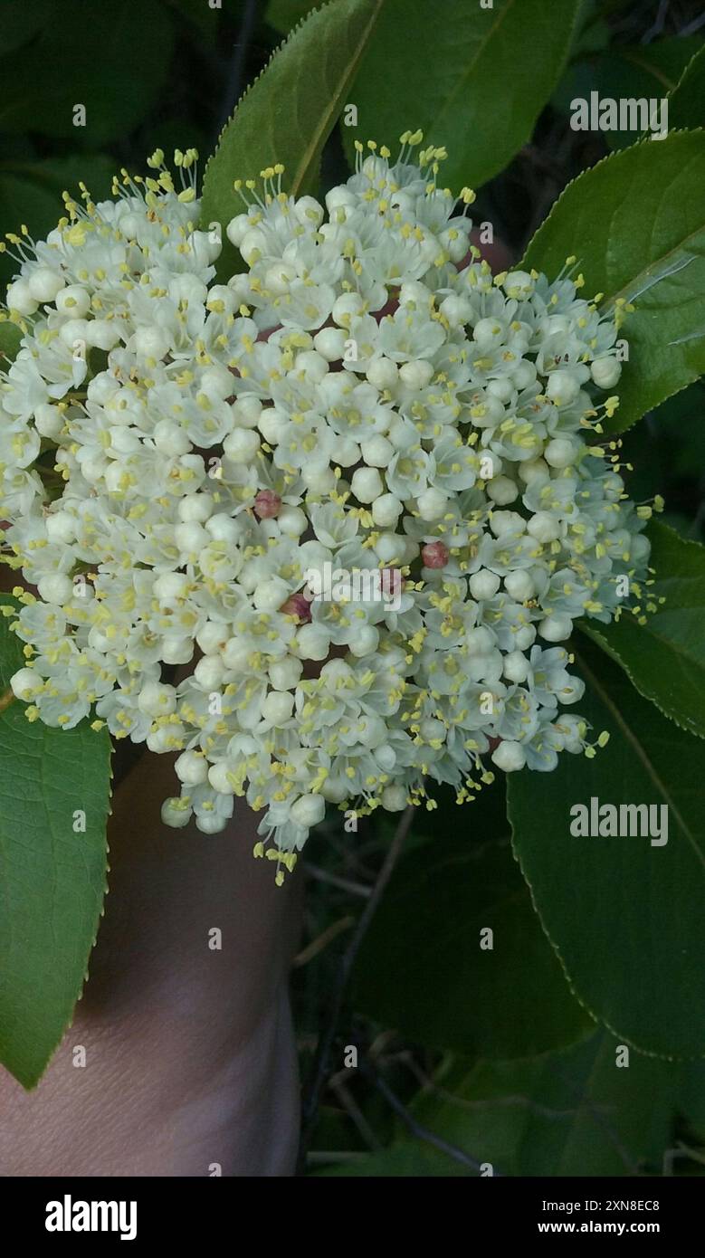 nannyberry (Viburnum lentago) Plantae Stock Photo - Alamy