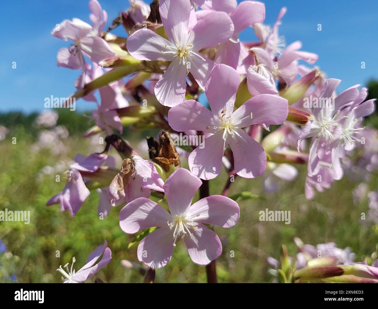 common soapwort (Saponaria officinalis) Plantae Stock Photo - Alamy