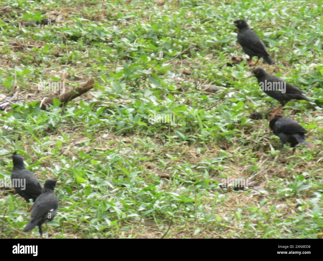 Crested Myna (Acridotheres cristatellus) Aves Stock Photo - Alamy