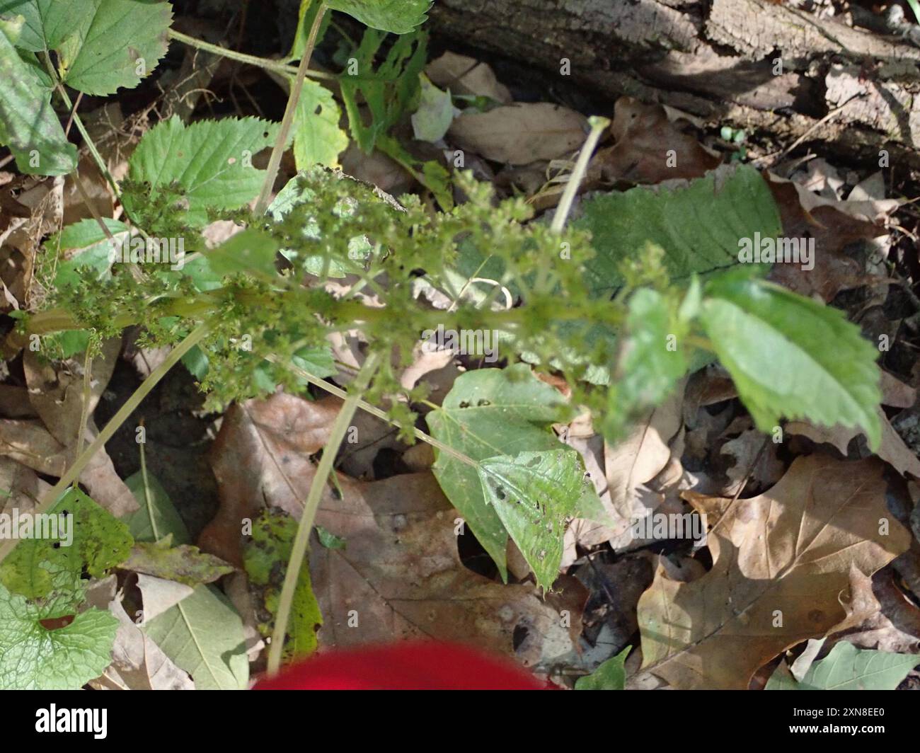 Canada clearweed (Pilea pumila) Plantae Stock Photo - Alamy