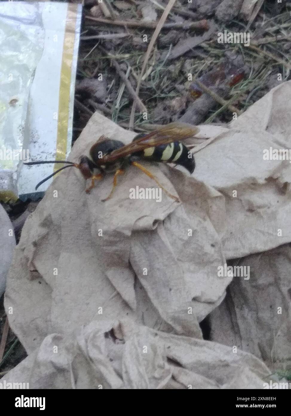 Eastern Cicada-killer Wasp (Sphecius speciosus) Insecta Stock Photo - Alamy