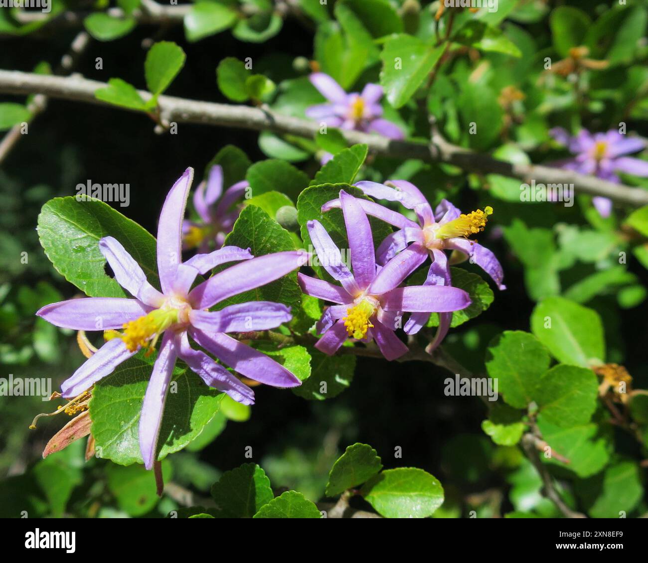 Crossberry (Grewia occidentalis) Plantae Stock Photo - Alamy