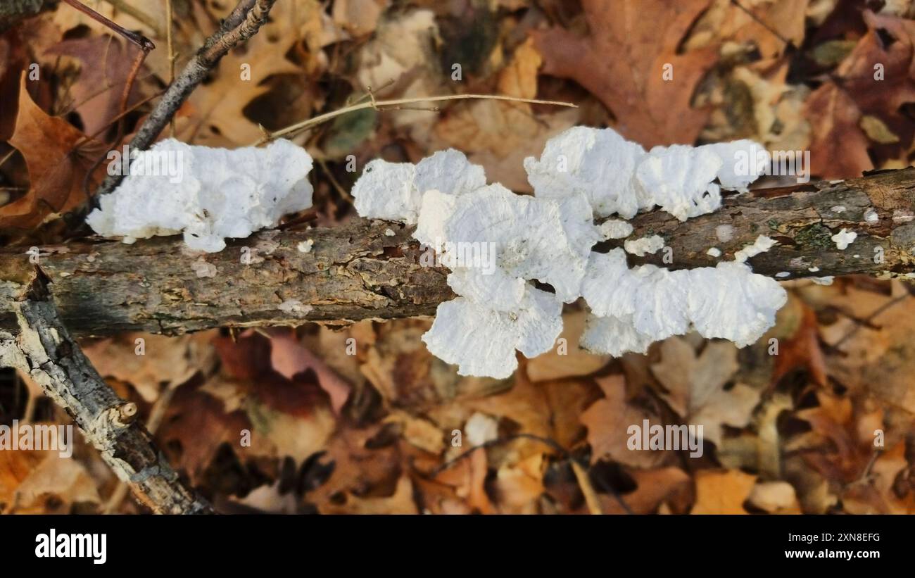 little nest polypore (Trametes conchifer) Fungi Stock Photo - Alamy