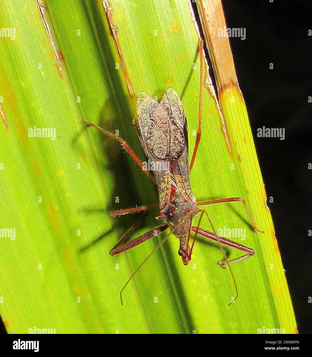 Heza binotata hi-res stock photography and images - Alamy