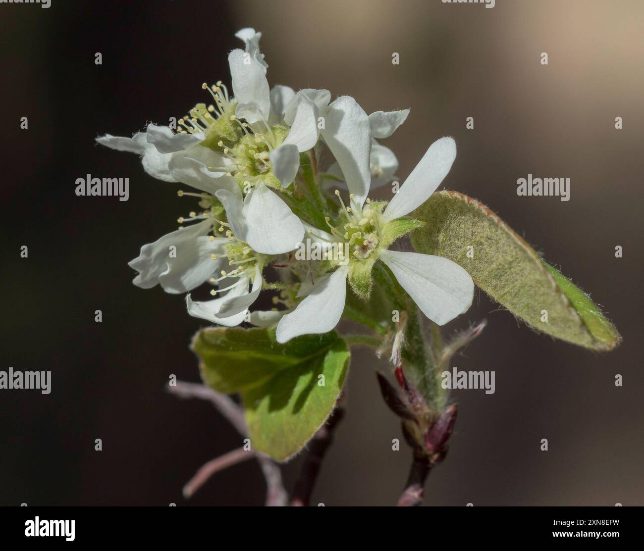 Utah Serviceberry (Amelanchier utahensis) Plantae Stock Photo - Alamy