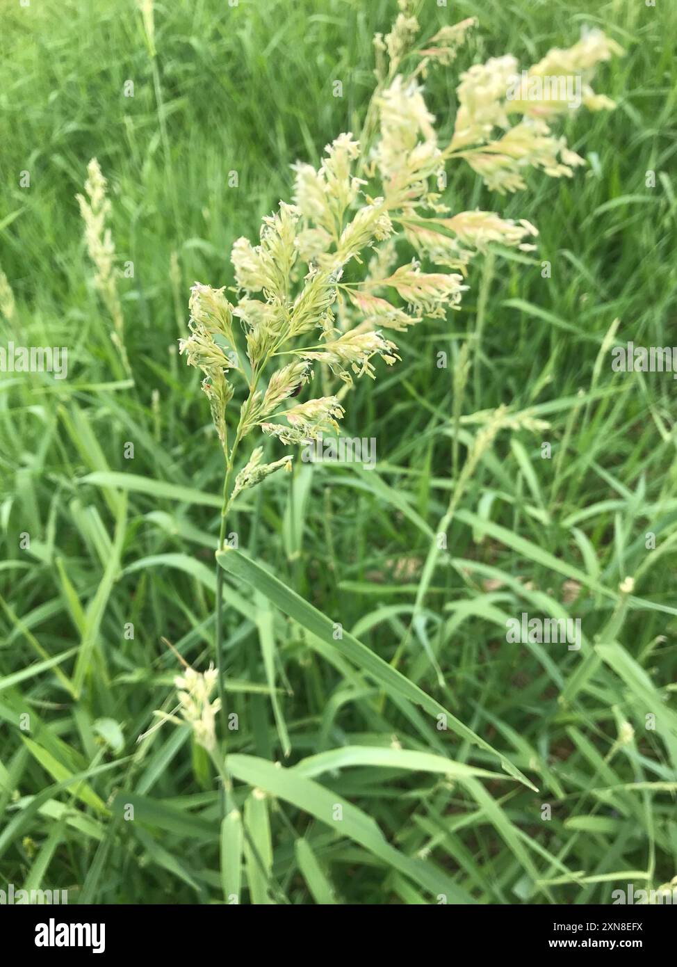 grasses (Poaceae) Plantae Stock Photo - Alamy
