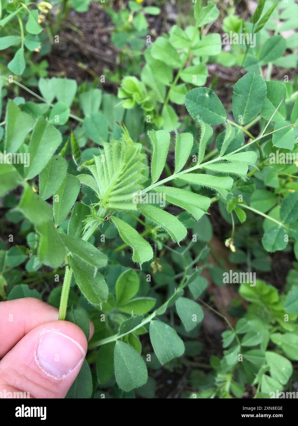 Vetches (Vicia) Plantae Stock Photo - Alamy