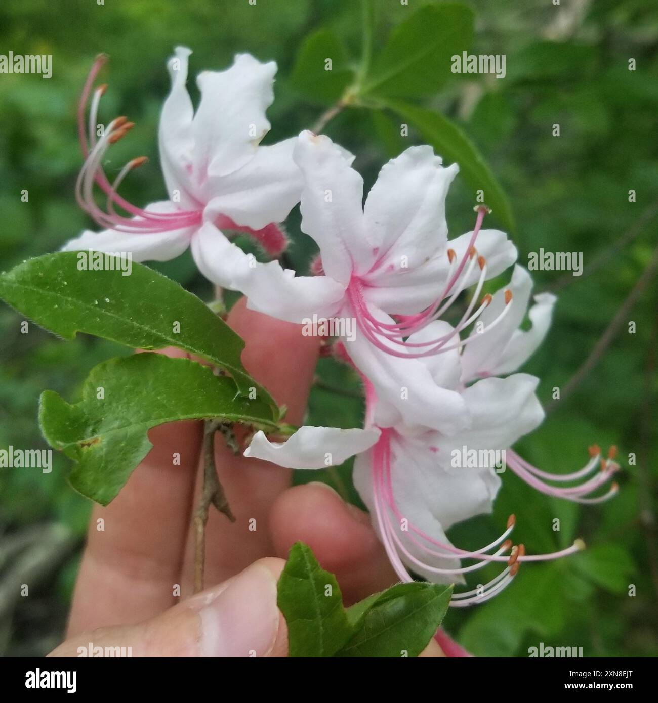 Pinxter Flower (Rhododendron periclymenoides) Plantae Stock Photo - Alamy