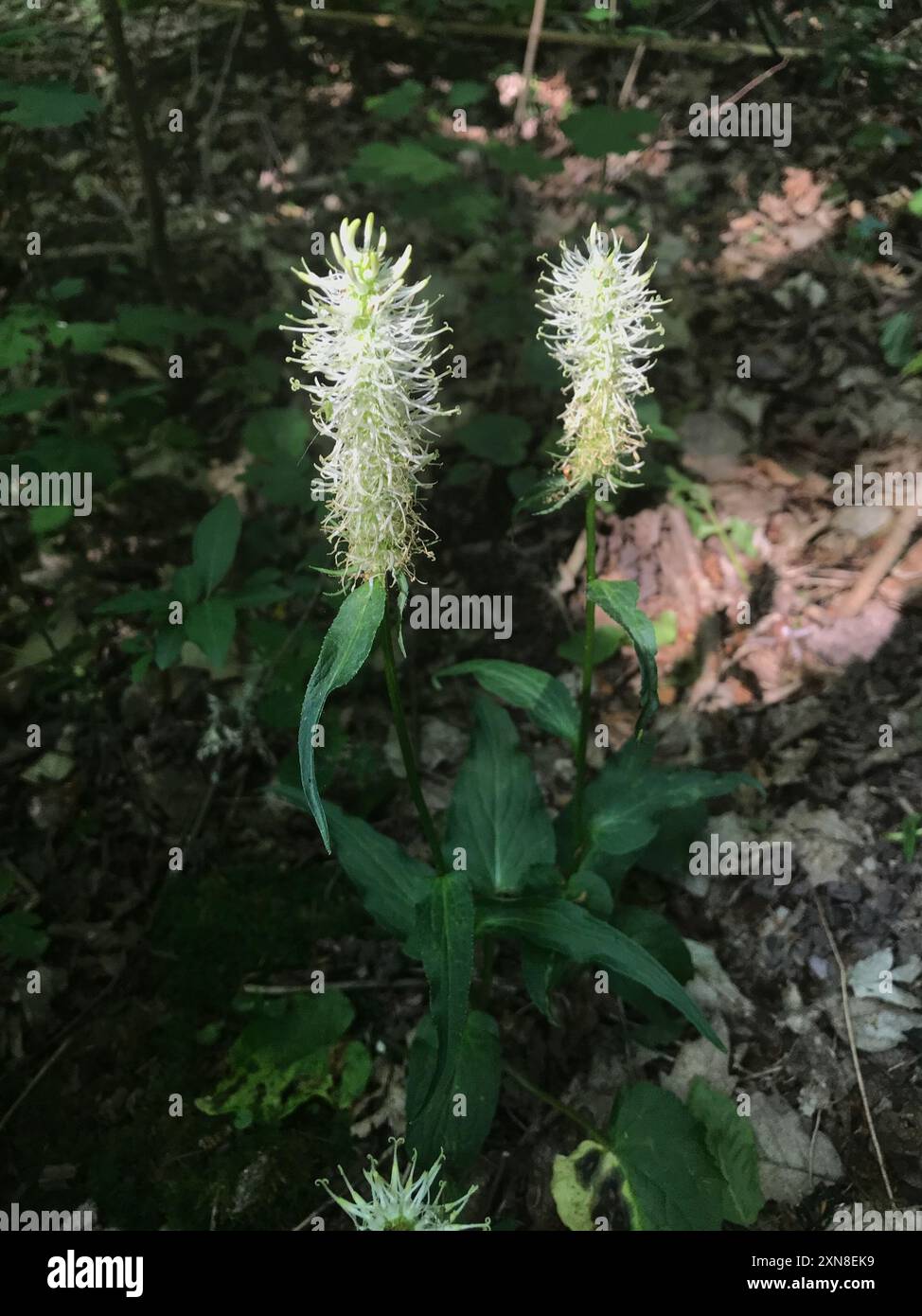 Spiked rampion (Phyteuma spicatum) Plantae Stock Photo - Alamy