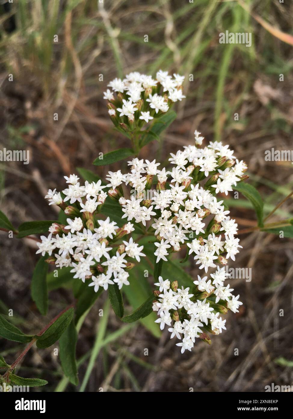 Candyleaf hi-res stock photography and images - Alamy
