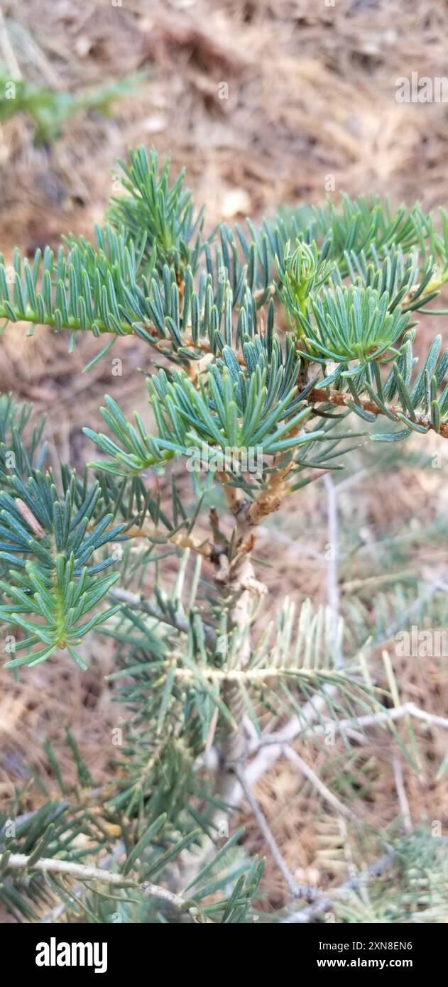 white fir (Abies concolor) Plantae Stock Photo - Alamy