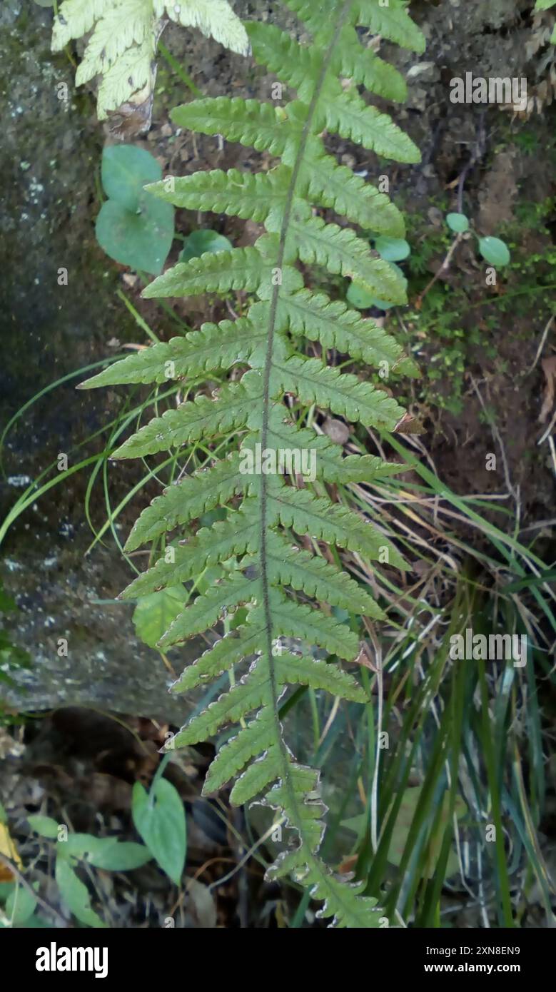 Japanese beech fern (Phegopteris decursive-pinnata) Plantae Stock Photo ...