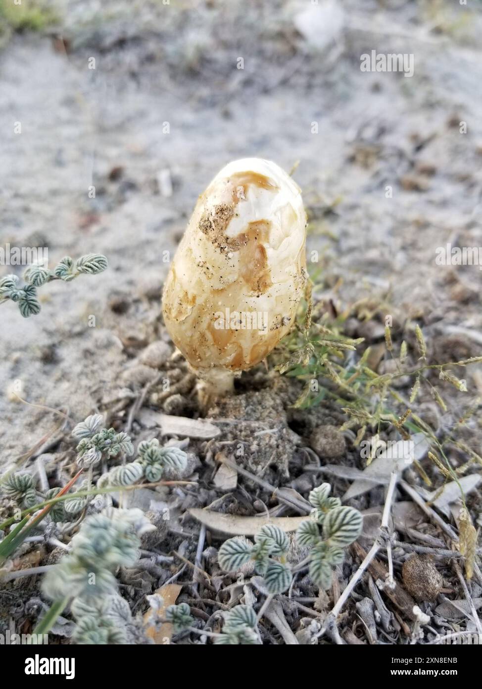 Podaxis hi-res stock photography and images - Alamy