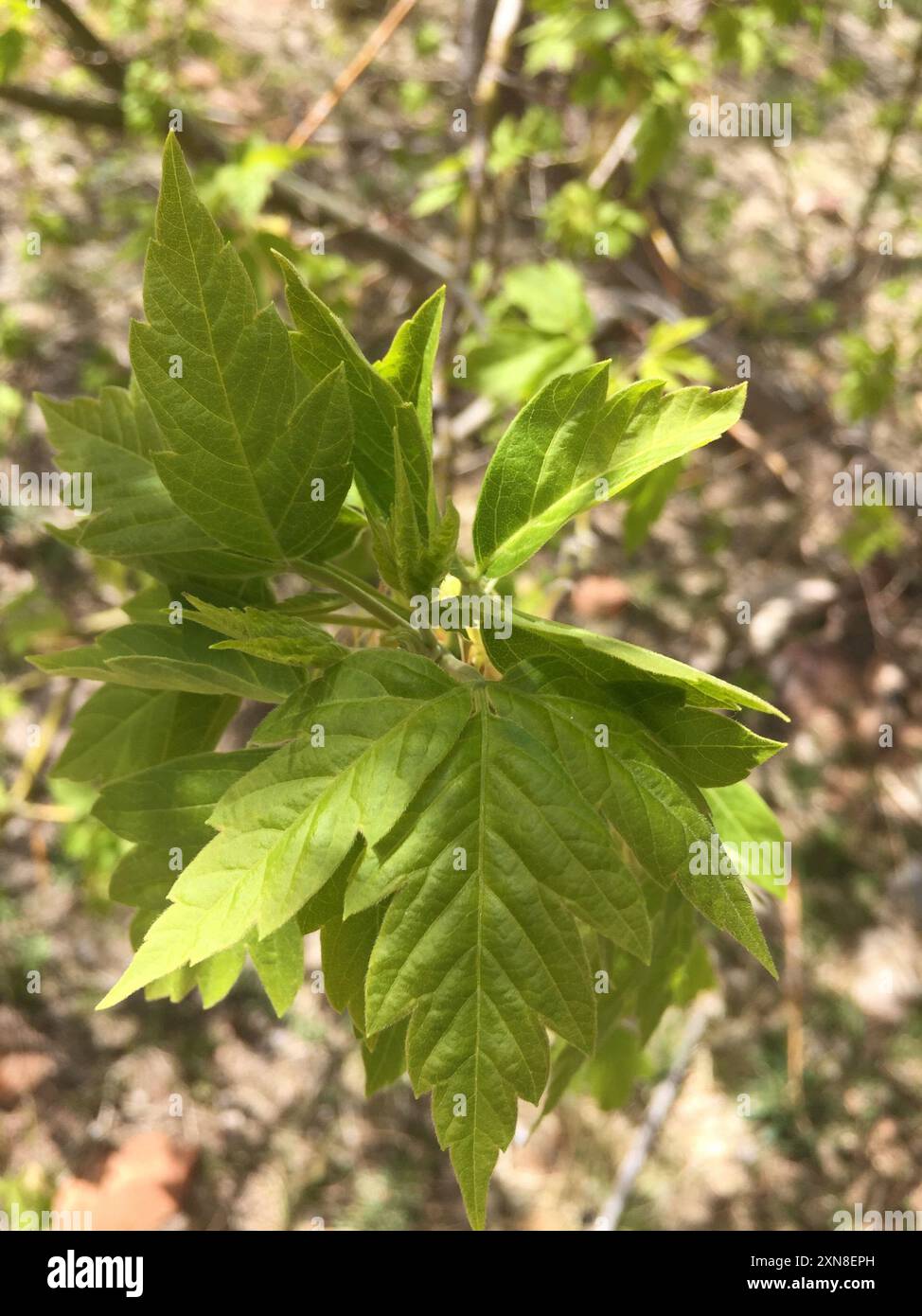box elder (Acer negundo) Plantae Stock Photo - Alamy