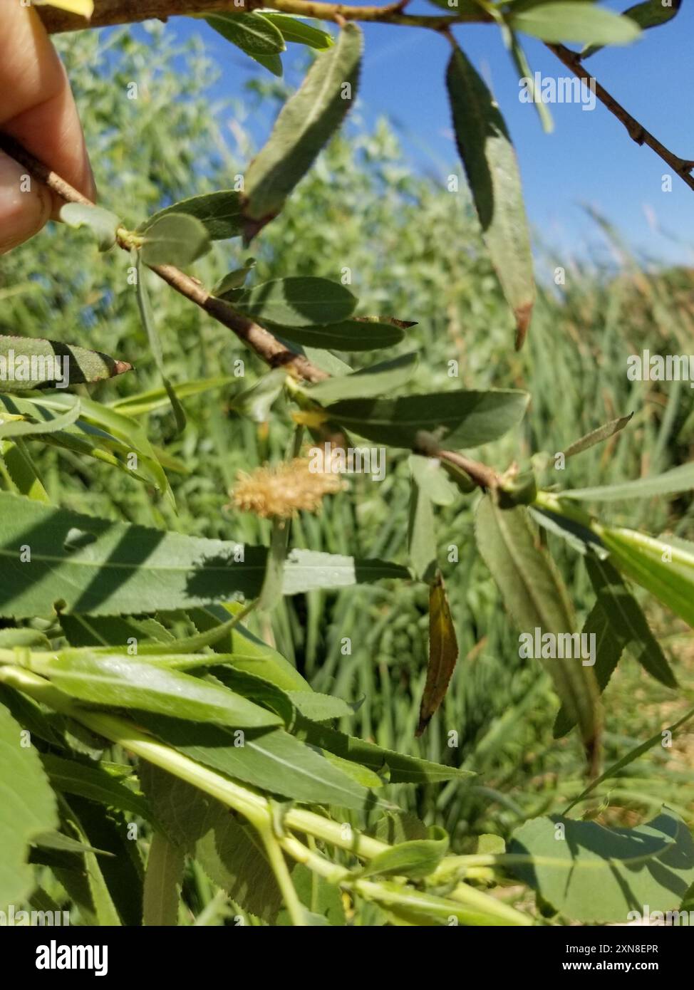 Salix gooddingii hi-res stock photography and images - Alamy