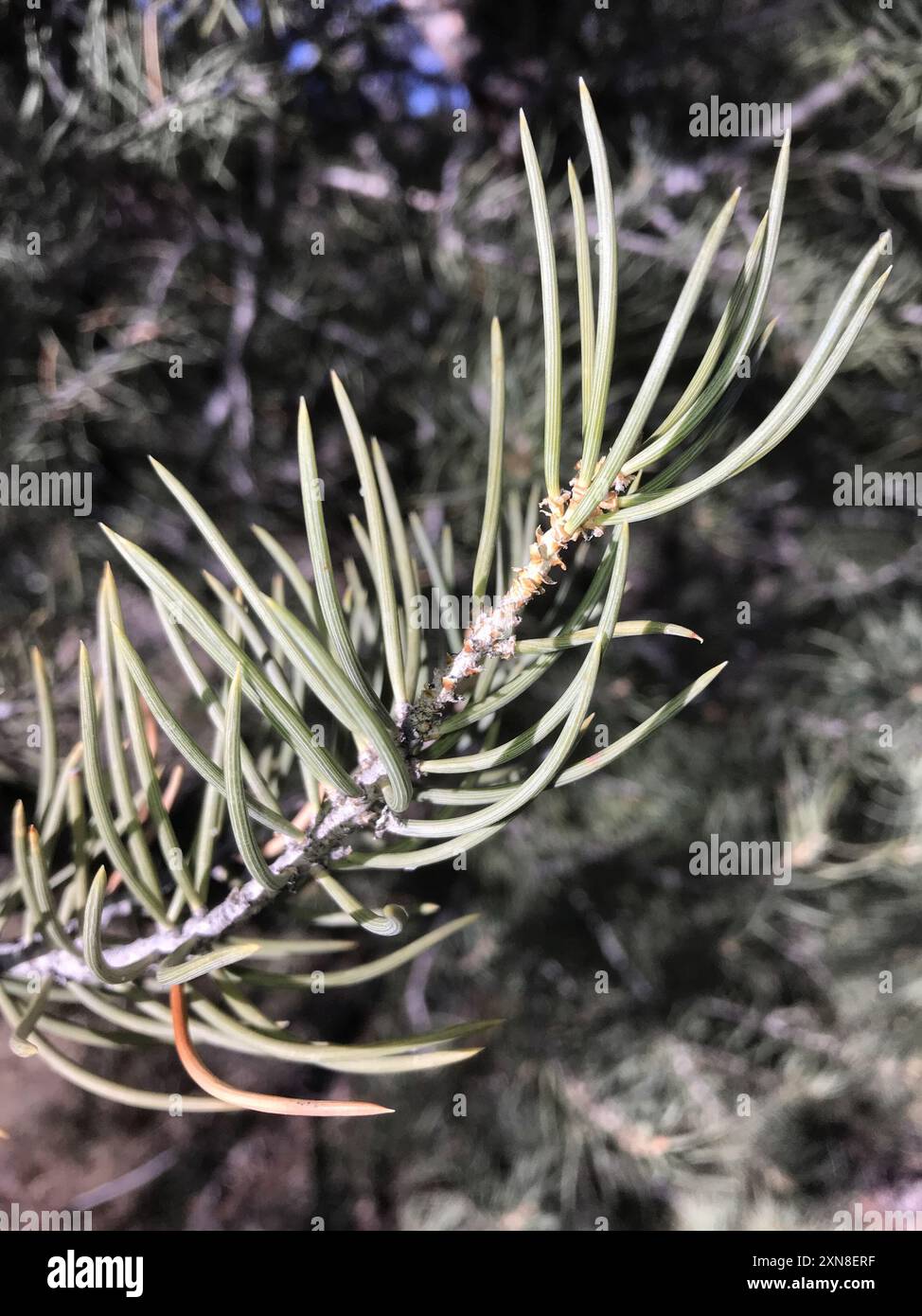 singleleaf pinyon (Pinus monophylla) Plantae Stock Photo - Alamy
