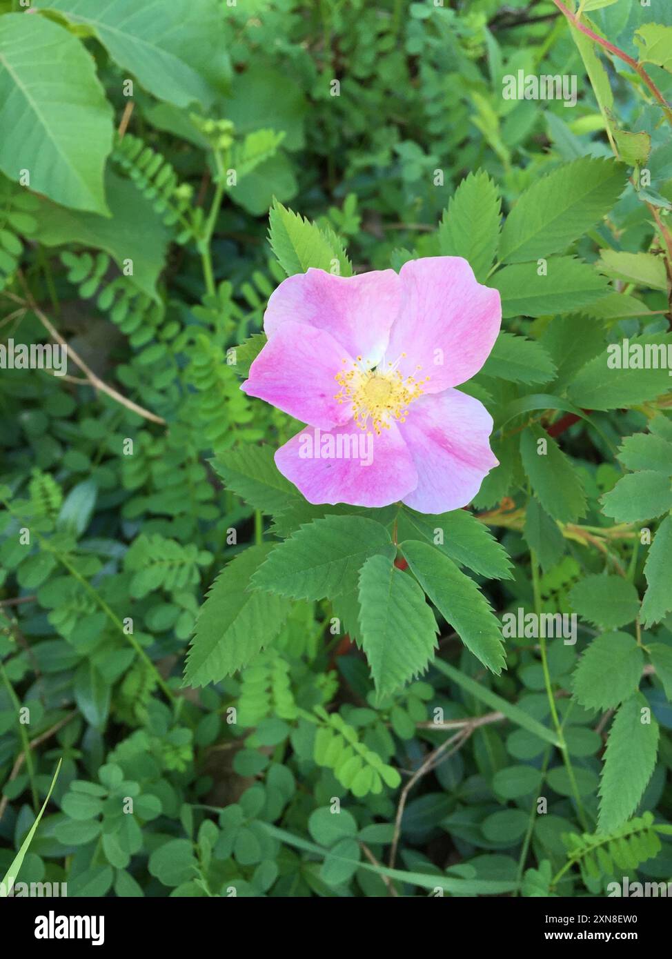 smooth rose (Rosa blanda) Plantae Stock Photo - Alamy