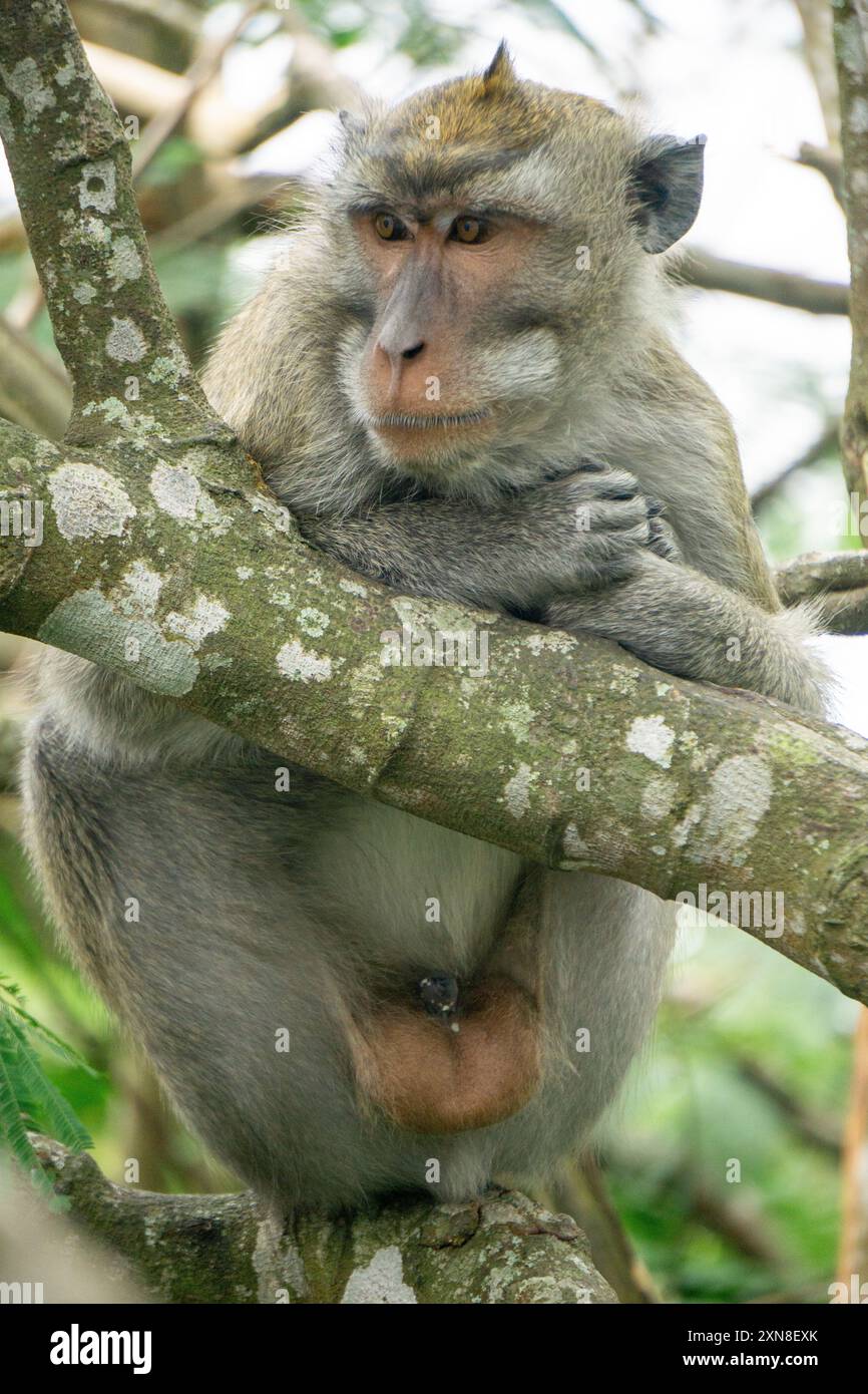 Macaca fascicularis (Monyet kra, kera ekor panjang, monyet ekor panjang ...