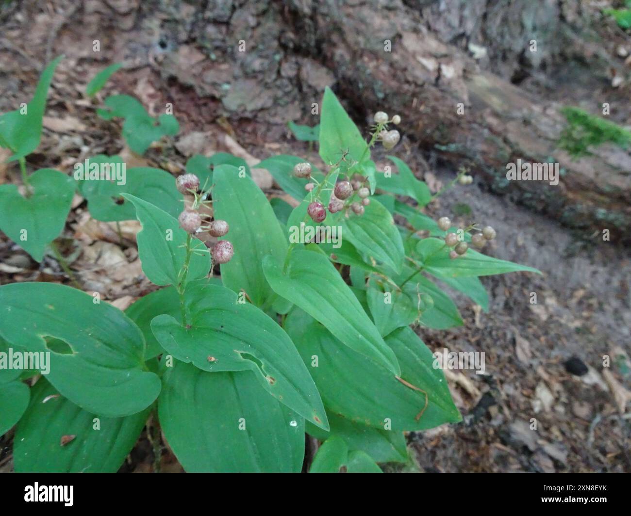 May Lily (Maianthemum bifolium) Plantae Stock Photo - Alamy
