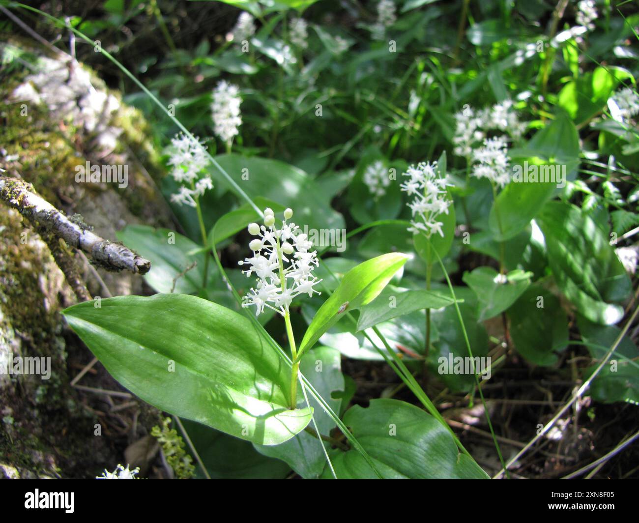 Canada mayflower (Maianthemum canadense) Plantae Stock Photo - Alamy